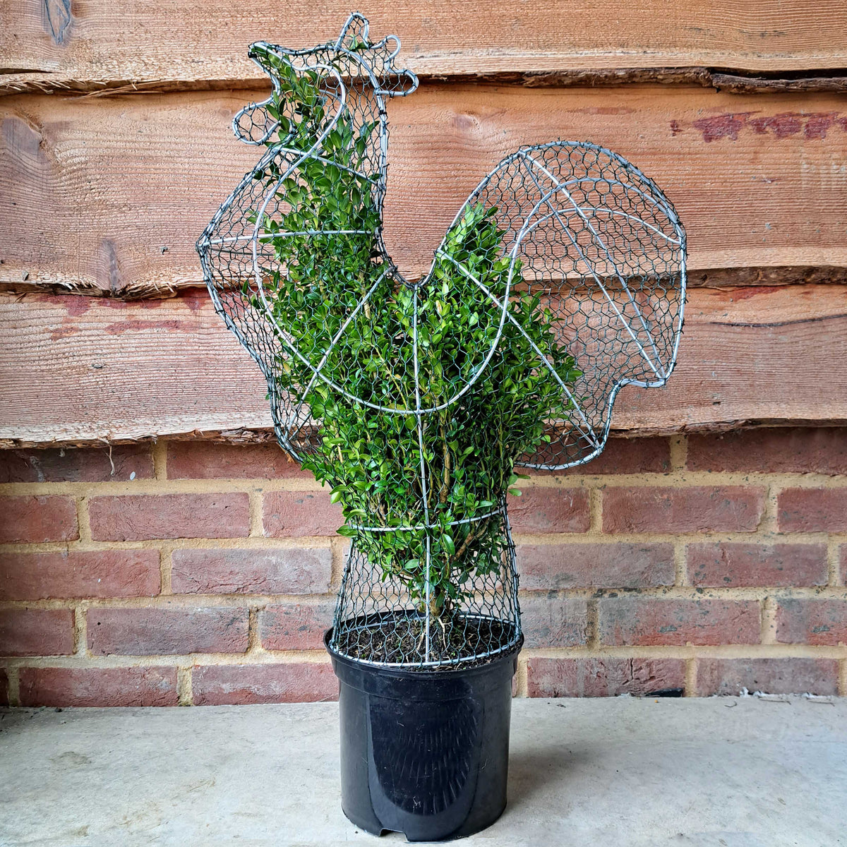Le Coq Gaulois Topiary Sculpture - The Gallic Rooster – Top Topiary