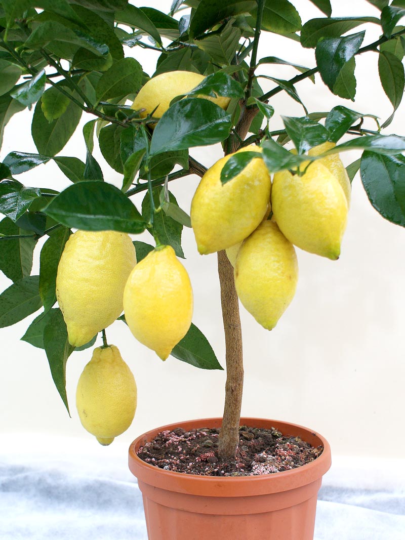 Citrus - Buy Lemon Trees, Lime Trees and Orange Trees - Top Topiary