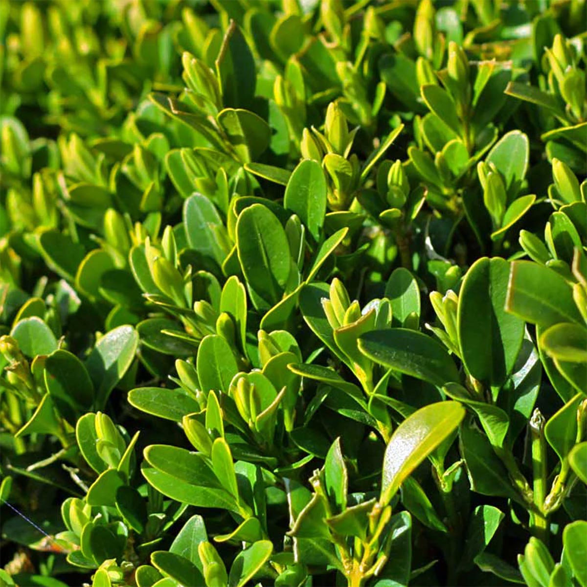 Small Box Plant – Top Topiary