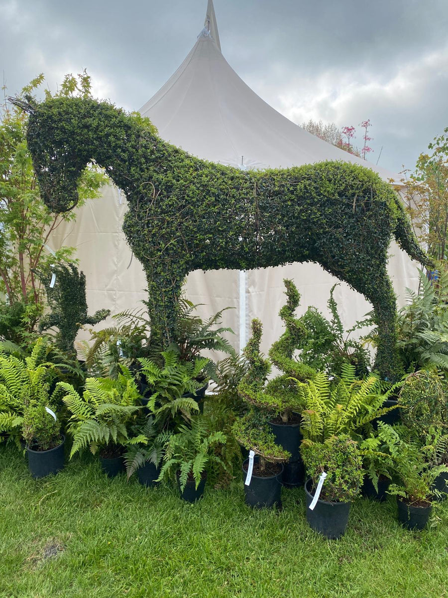 Topiary Pony - 190cm tall – Top Topiary