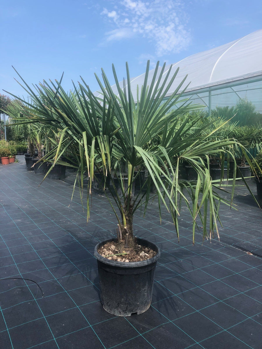Trachycarpus fortunei / Chusan Palm : 12L Pot : 80-90cm High (exc pot ...