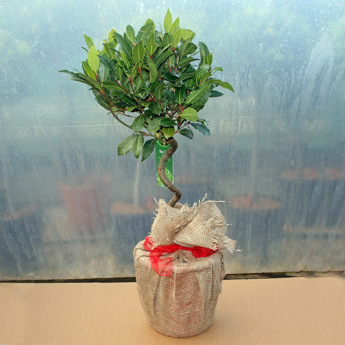 Laurus nobilis / Bay Corkscrew Standard : 5L : 50-60cm High (exc pot ...