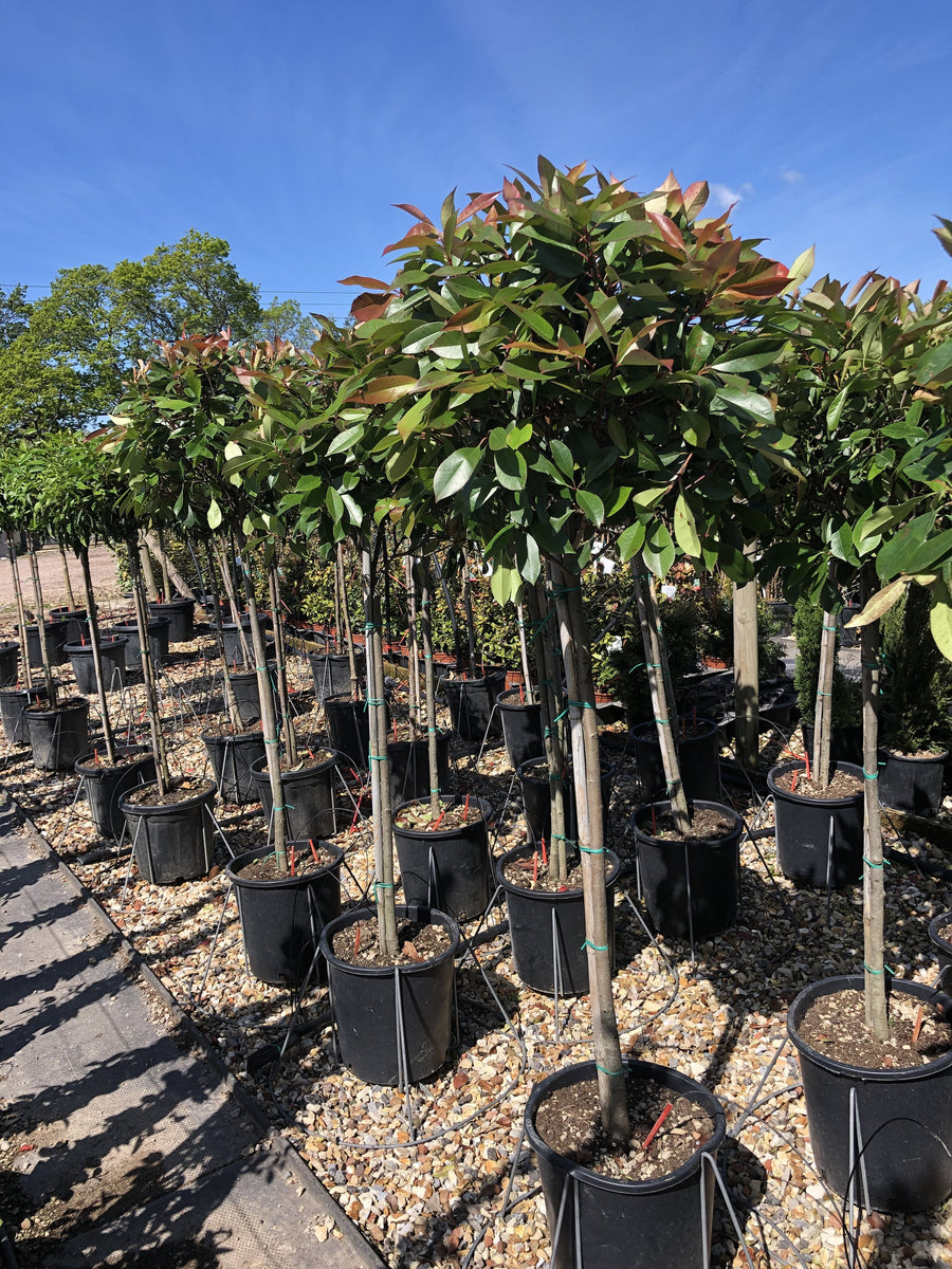 Christmas Berry / Photinia x fraseri 'Red Robin' Half Standard : 18L ...