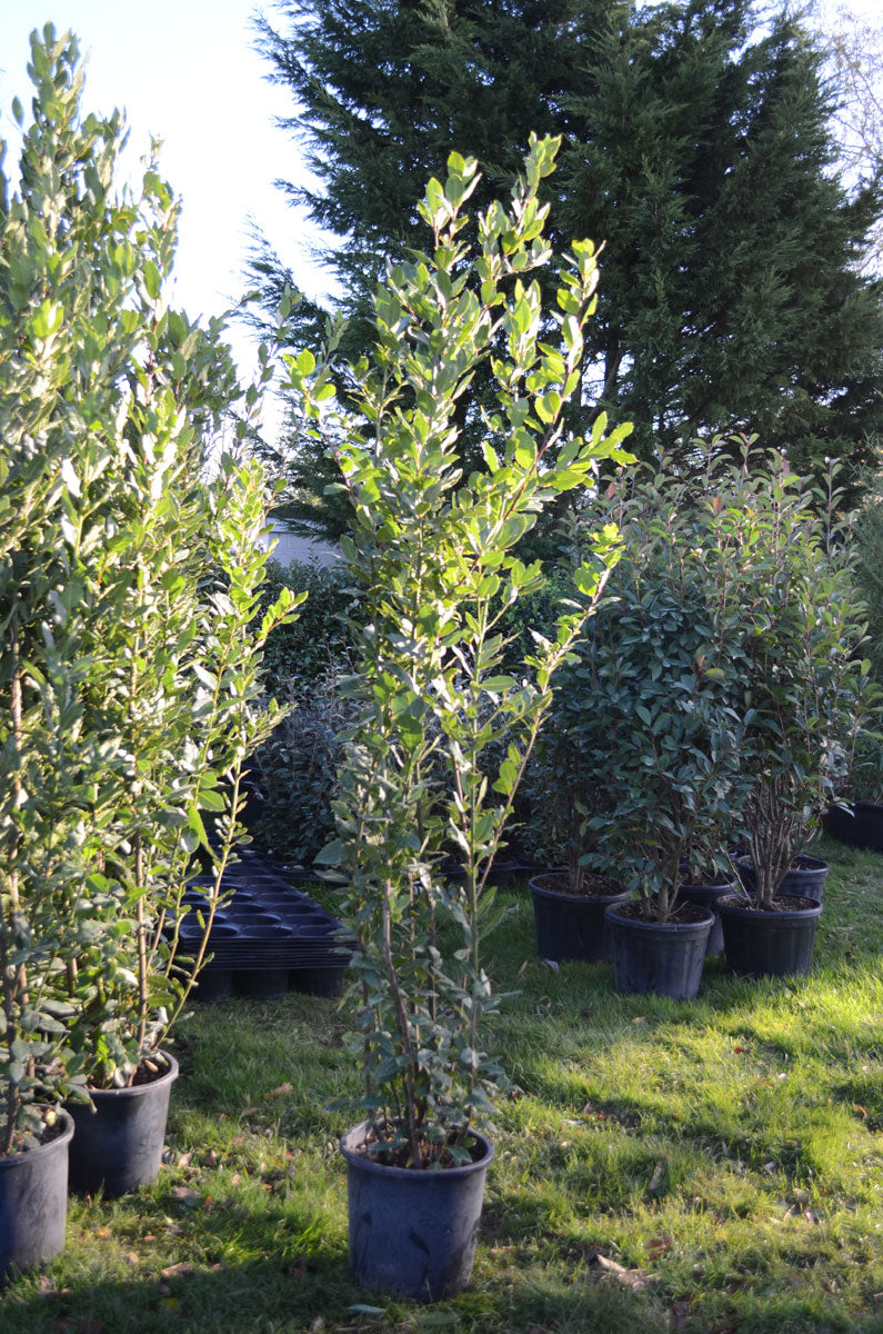 Laurus nobilis / Bay Multi-stem : 7L : 135-150cm High (exc pot) – Top ...