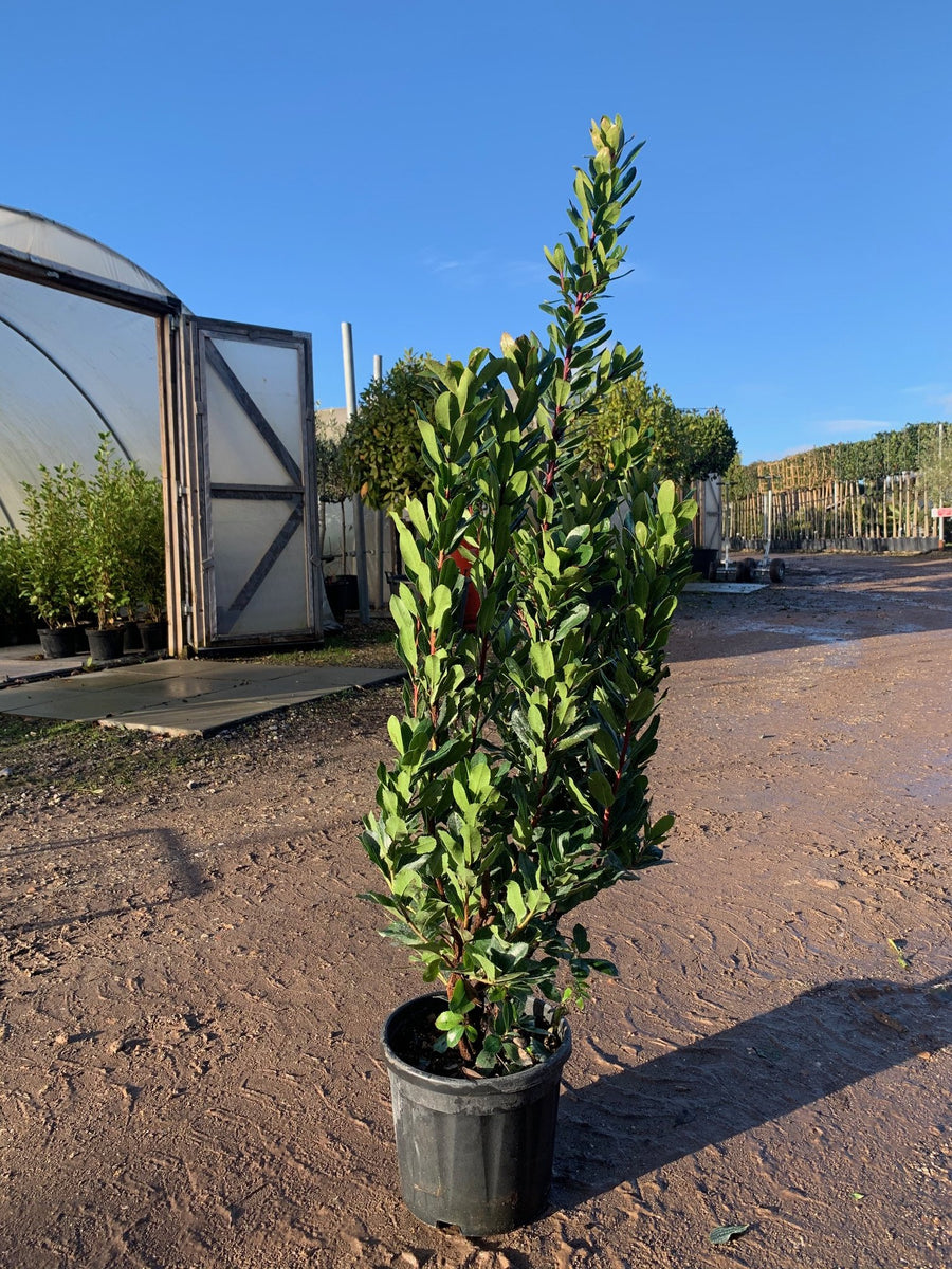 Arbutus unedo / Strawberry Tree : 10L Pot : 100-120cm High (exc pot ...