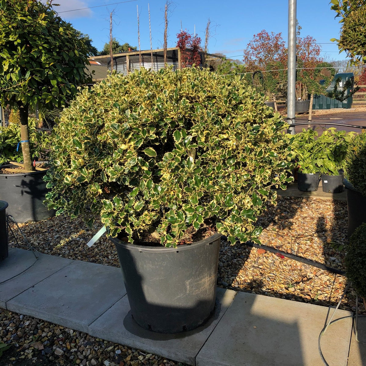 Ilex aquifolium 'Variegata' / Variegated English Holly Ball : 80L Pot ...