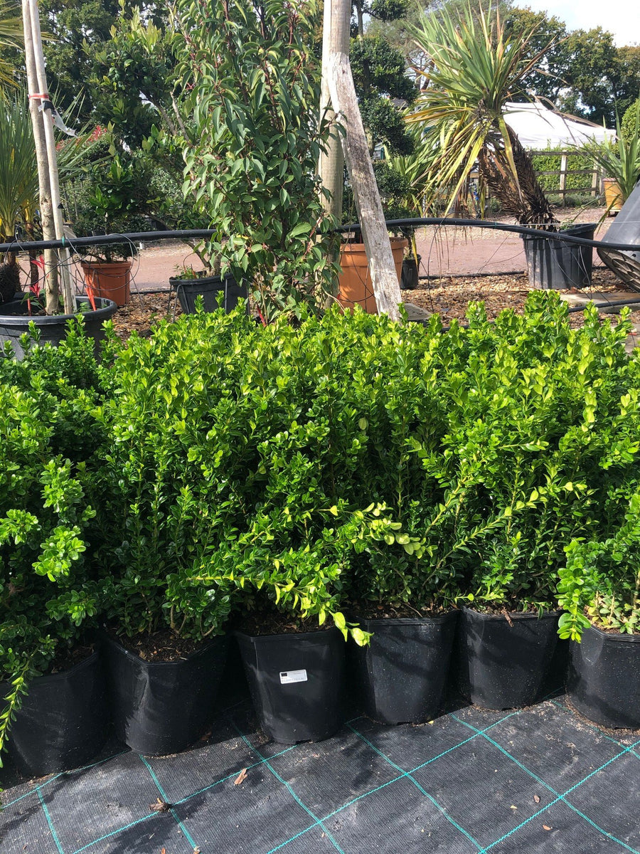 Buxus sempervirens / Box Bush : 4.5L Pot : 35-40cm High (exc pot) – Top ...