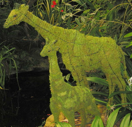 Topiary Giraffe – Top Topiary