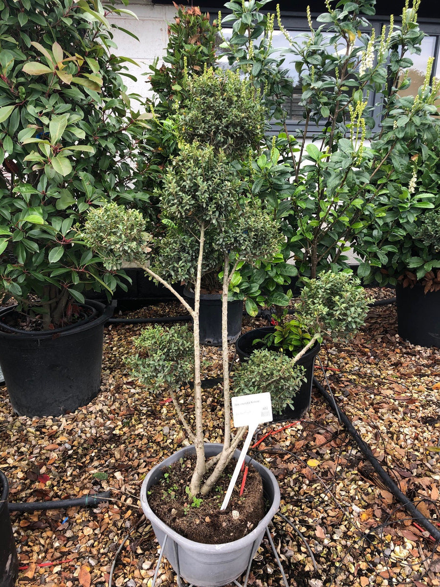 Ilex crenata 'Kimne' / Japanese Holly Pom Pom : 20L Pot : 110-120cm Hi ...