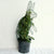 Topiary Frames - Topiary Shapes for Your Garden - Top Topiary