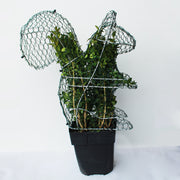 Topiary Frames - Topiary Shapes for Your Garden - Top Topiary