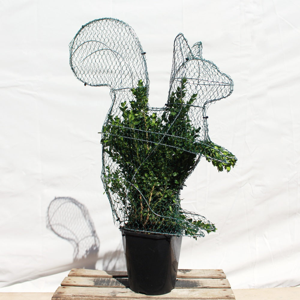 Squirrel Frame - Extra Large - 70cm High – Top Topiary
