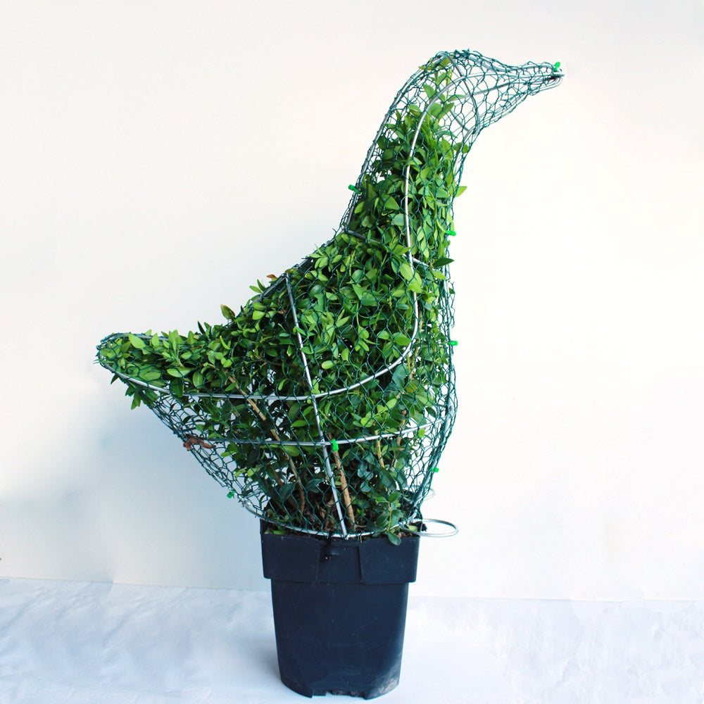 Goose Frame - Large - 42cm High – Top Topiary