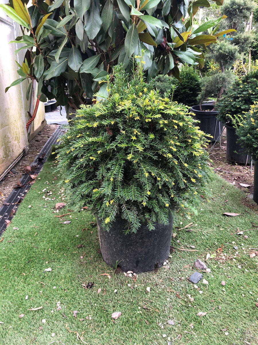 Taxus baccata / Yew Ball : 30L Pot : 45cm High (exc pot) – Top Topiary