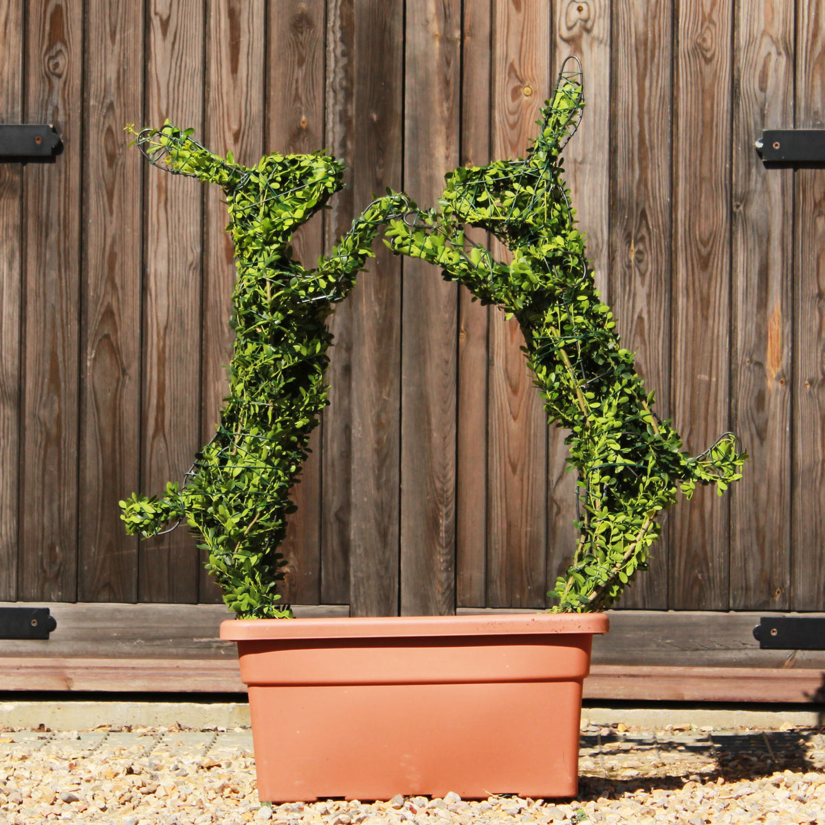 Topiary Pair of Boxing Hares - 88cm Tall – Top Topiary