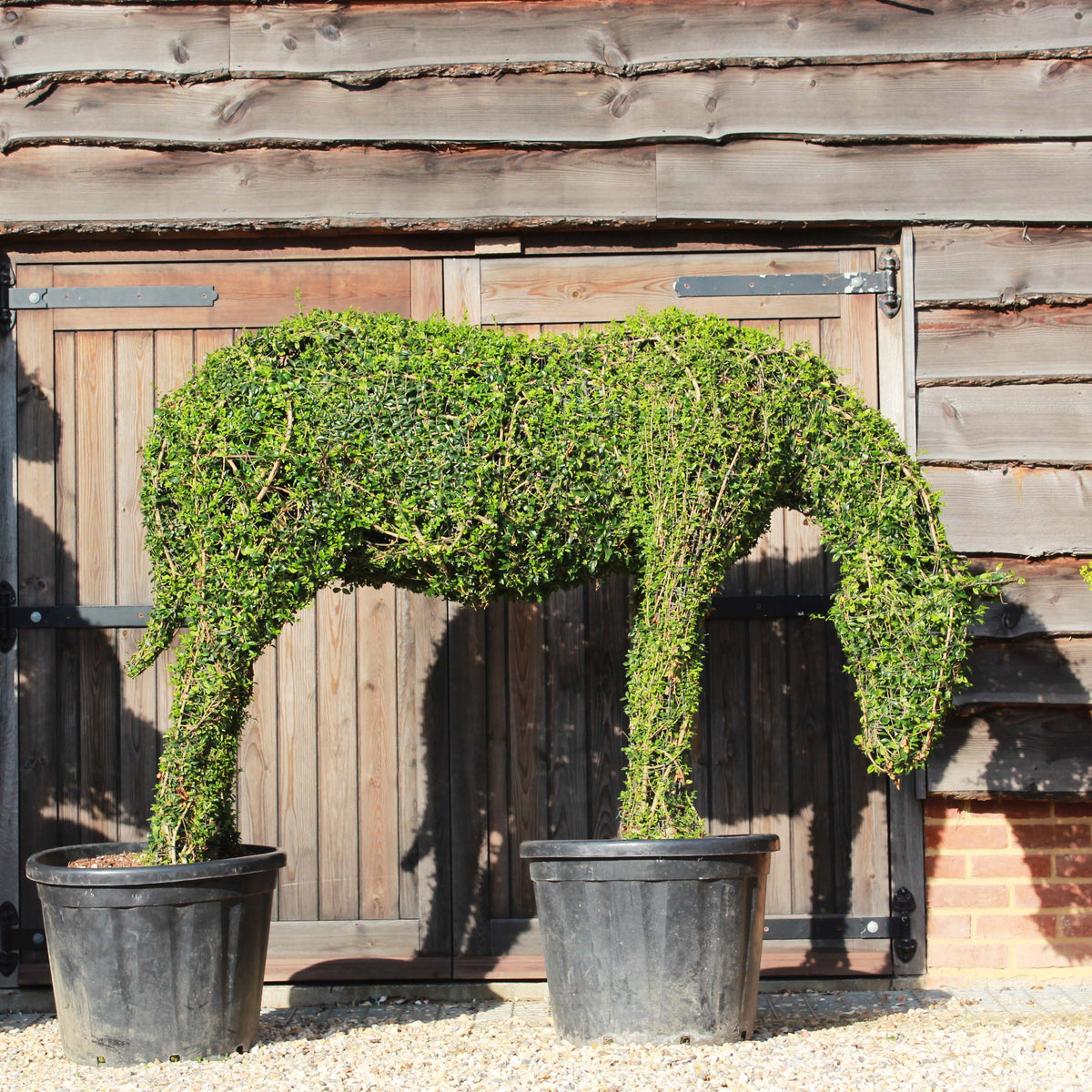 Topiary Pony Grazing - 130cm tall – Top Topiary