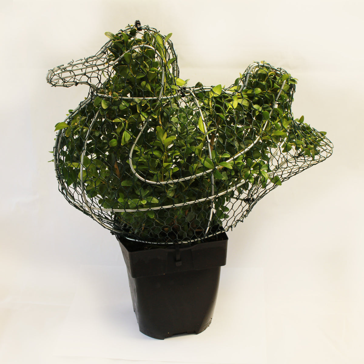 Duck Frame - Extra Large - 40cm High – Top Topiary