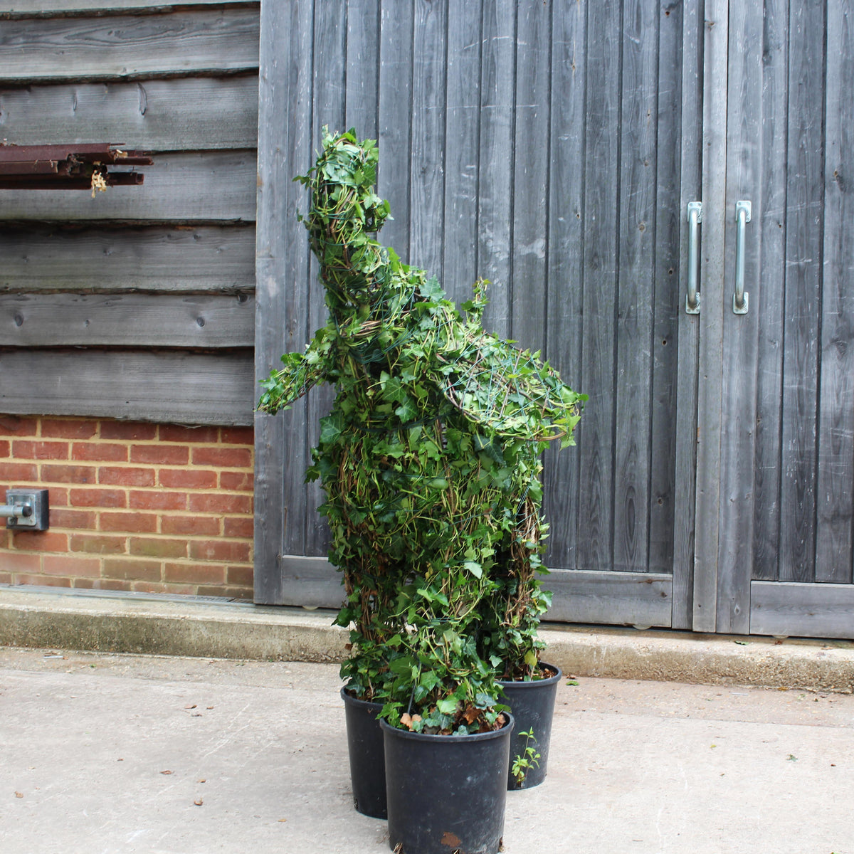 Elephant Baby Topiary Sculpture - Ivy – Top Topiary