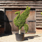 Other Topiary – Top Topiary
