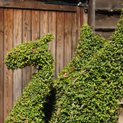 Other Topiary – Top Topiary