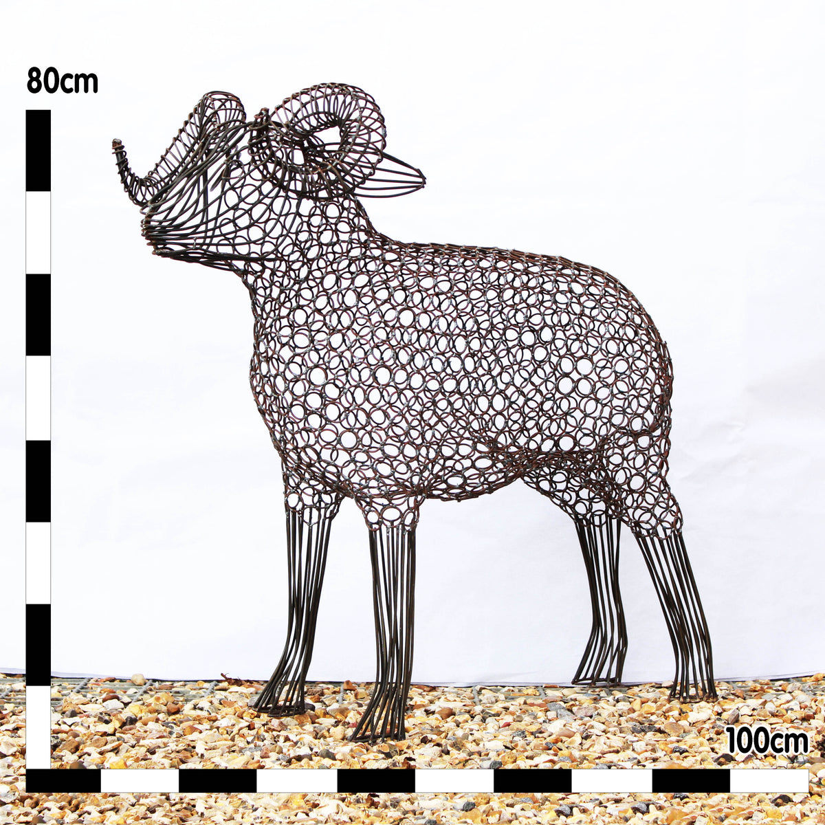 Ligustrum version of Metal Ram Sculpture - 80cm tall – Top Topiary