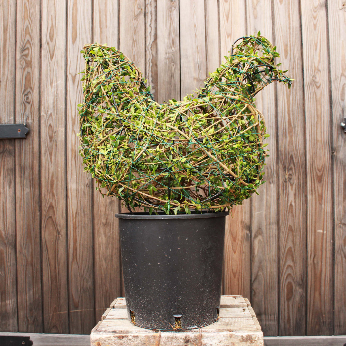 Topiary Chicken - Ligustrum Plant Sculpture - Top Topiary