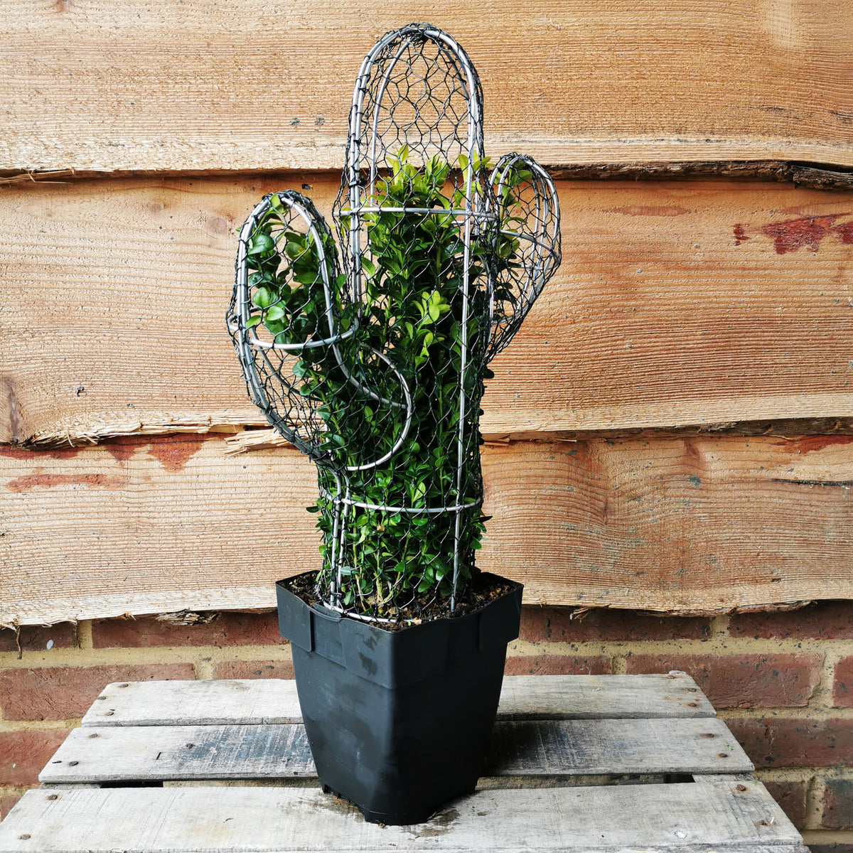 Cactus Frame Large - 40cm High – Top Topiary