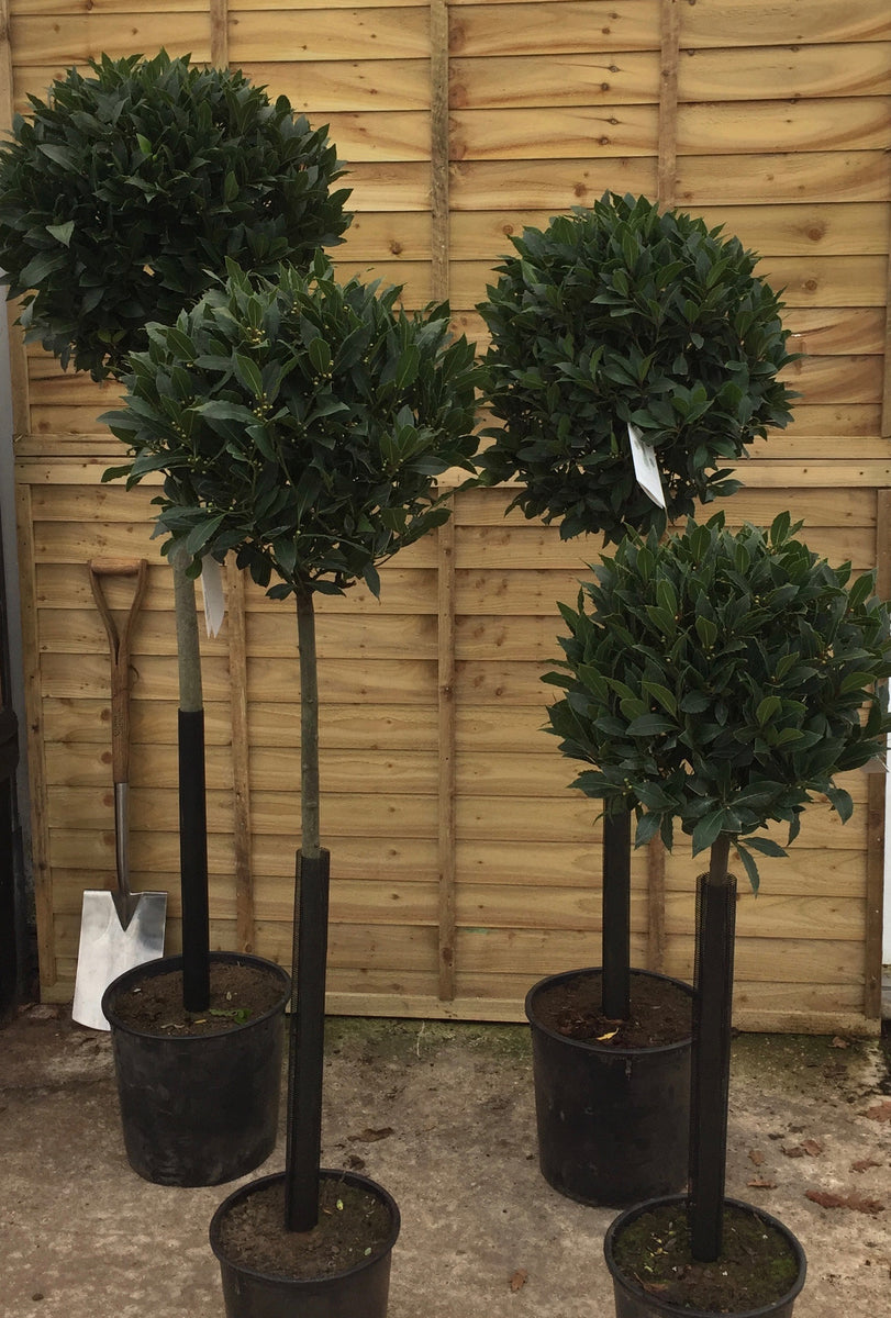 Laurus nobilis / Bay Standard : 7L Pot : 120cm High (exc pot) – Top Topiary