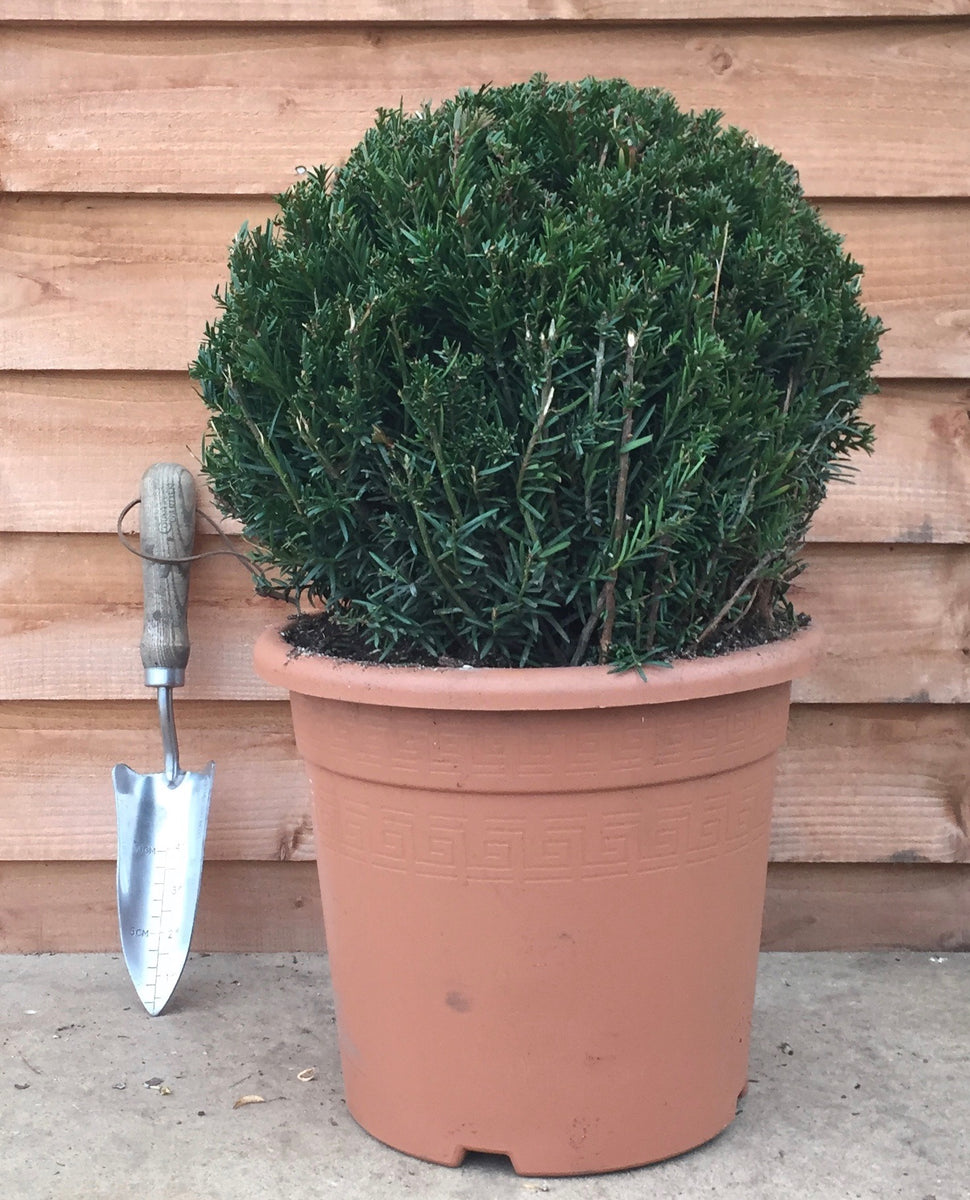 Taxus baccata / Yew Ball : 10L Pot : 35cm High (exc pot) – Top Topiary