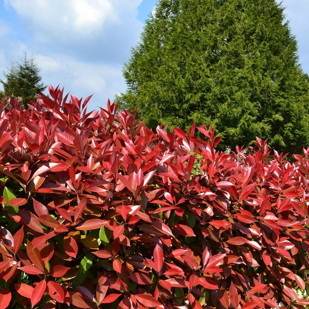 Photinia – Top Topiary