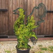 Other Topiary – Top Topiary