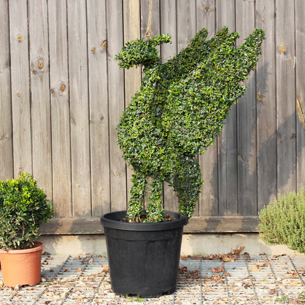 Liver Bird Topiary Sculpture – Top Topiary
