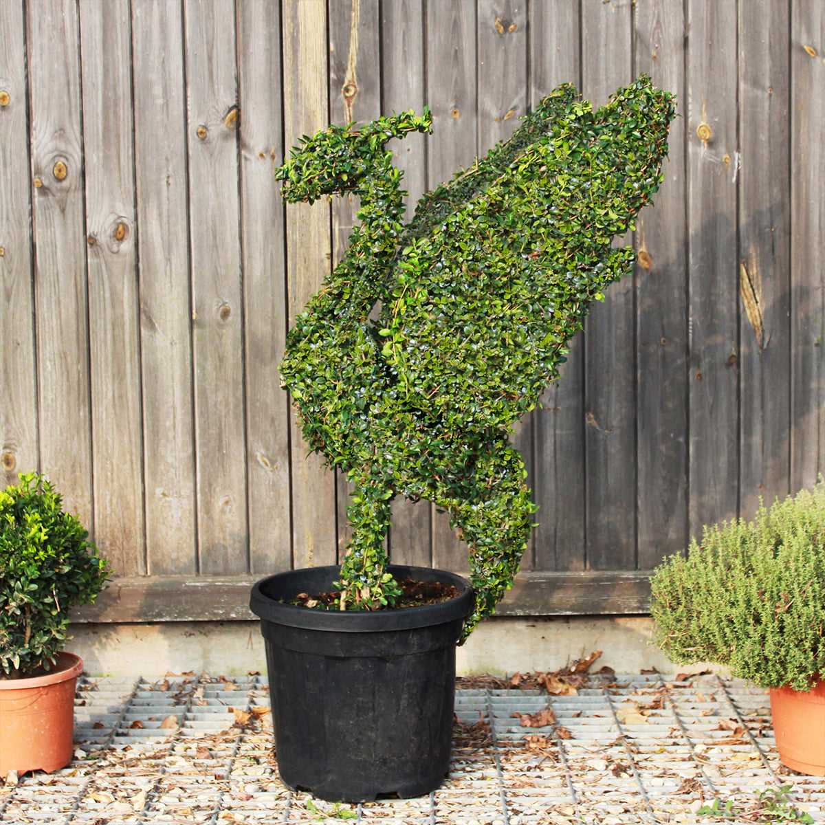 Liver Bird Topiary Sculpture – Top Topiary