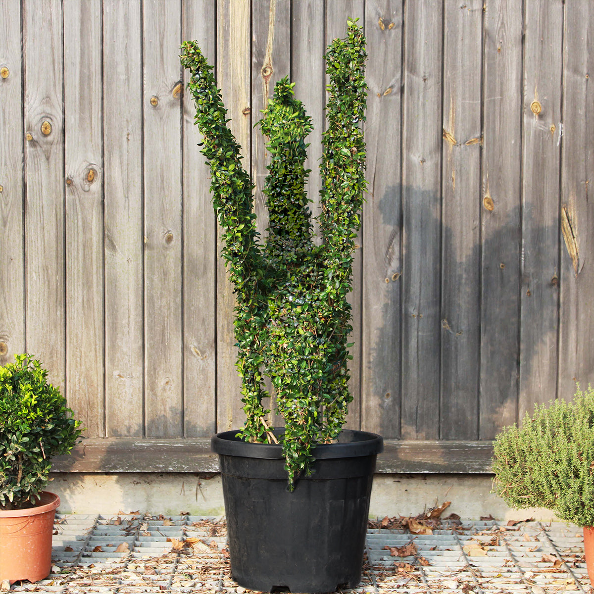 Liver Bird Topiary Sculpture – Top Topiary